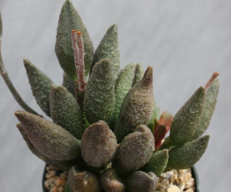 Adromischus Photos